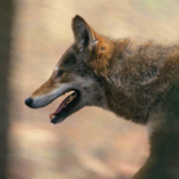 How Reporting Helped Reverse Collapse of Red Wolf Reintroduction ...